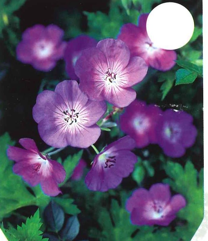 GERANIUM GERWAT ROZANNE C2BIO | Paysagiste Jardinerie