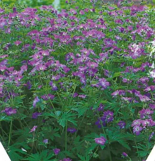 GERANIUM SYLVATICUM MAYFLOWER C2BIO | Paysagiste Jardinerie