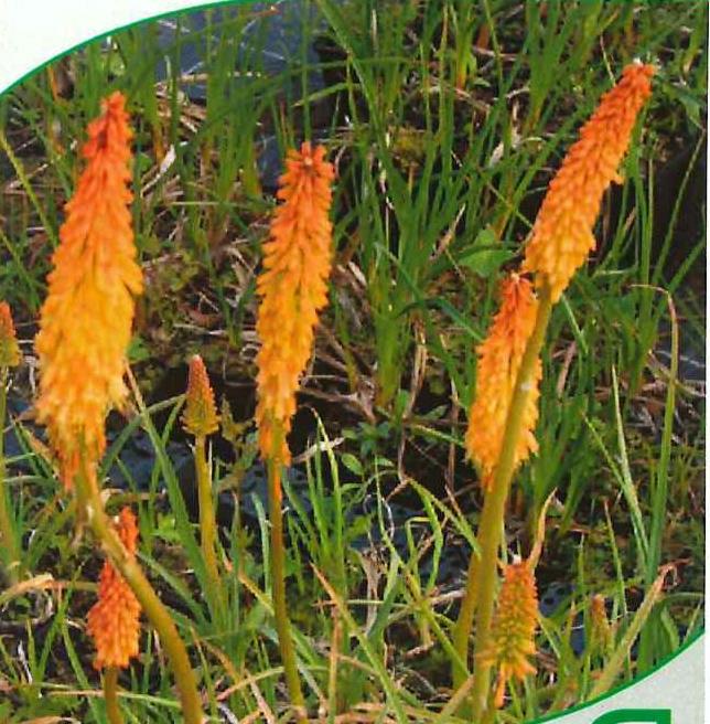 KNIPHOFIA VINCENT LEPAGE C2BIO | Paysagiste Jardinerie